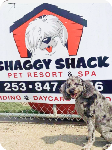 Dog Boarding & Daycare Spanaway | Shaggy Shack Pet Resort